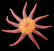 Genus Solaster (2)